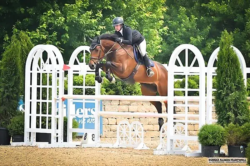 hunterjumper.exchange | Quality Show Horses for Sale