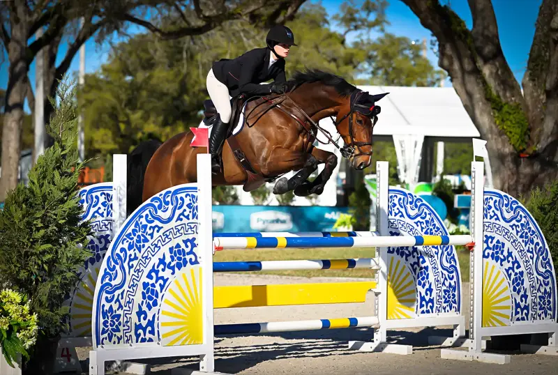 Balou Agave | An HJx Sale Horse Listing