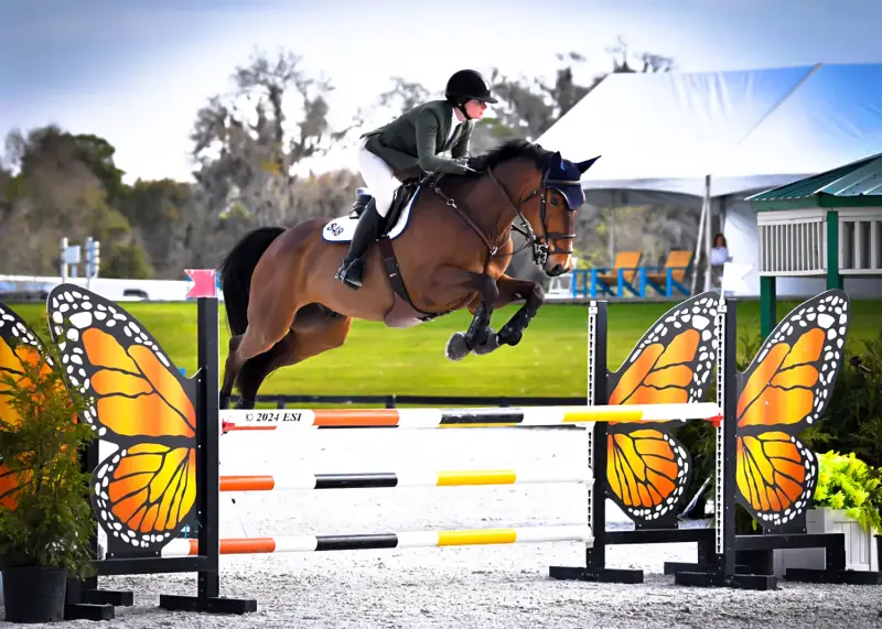 Balou Agave | An HJx Sale Horse Listing