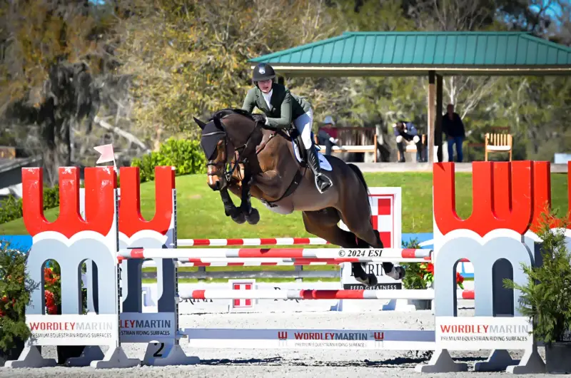 Balou Agave | An HJx Sale Horse Listing