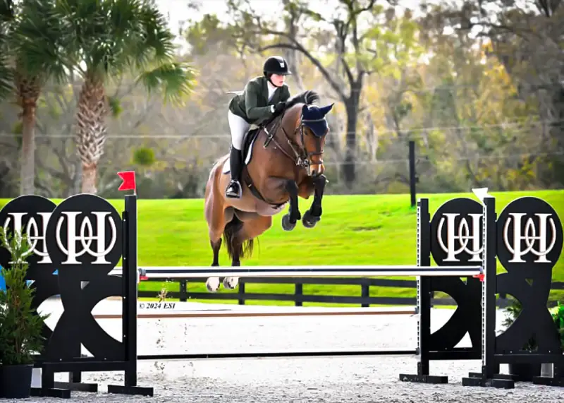 Balou Agave | An HJx Sale Horse Listing