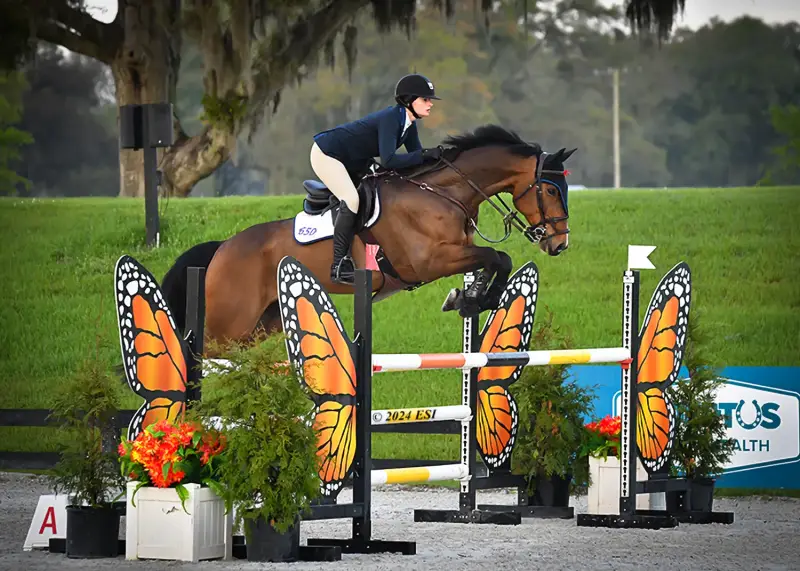 Balou Agave | An HJx Sale Horse Listing