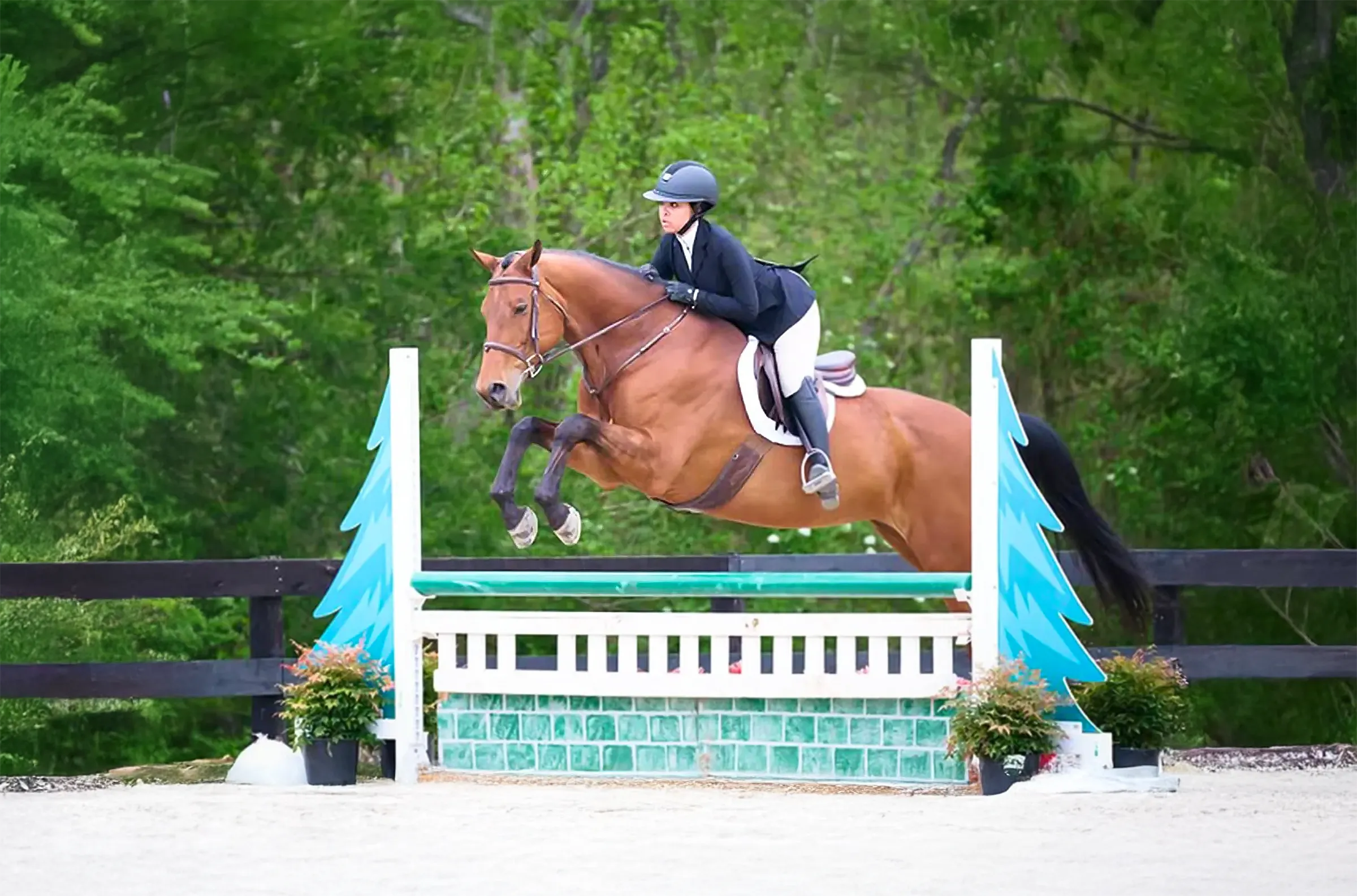 Magic Lady H | An HJx Sale Horse Listing